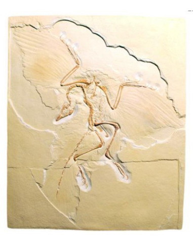 MODEL FOSILA PRAPTICE